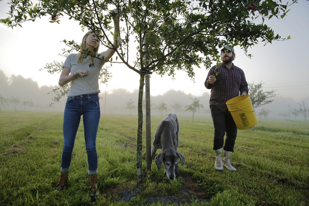 What Is a Mayhaw? - TCU Magazine